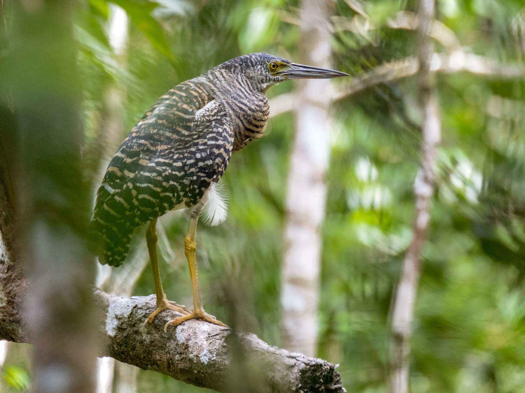 Forest Bittern - eBird