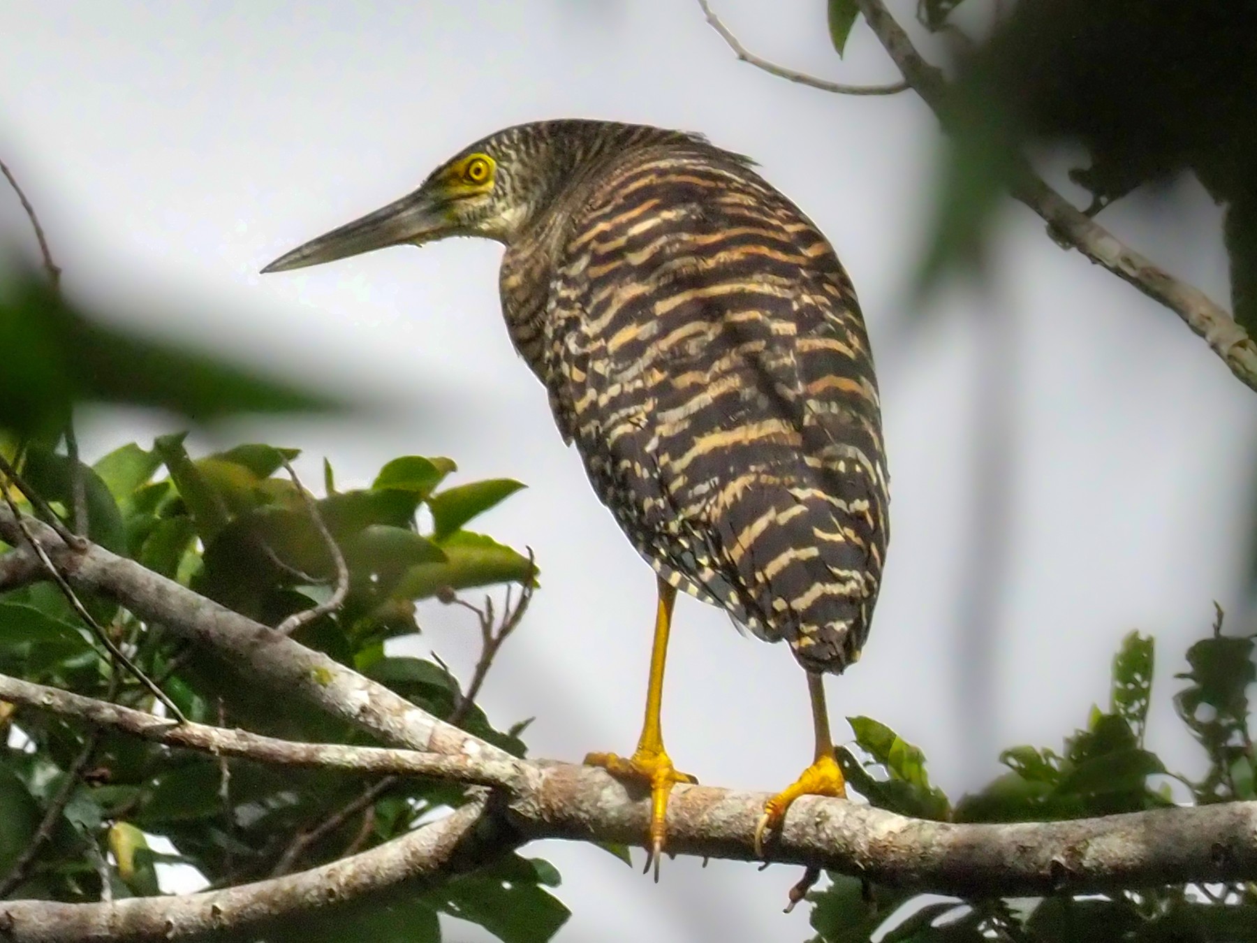 Forest Bittern - eBird