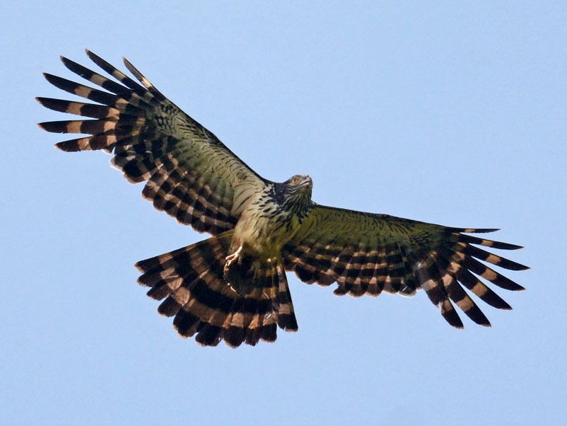 Long-tailed Honey-buzzard - eBird