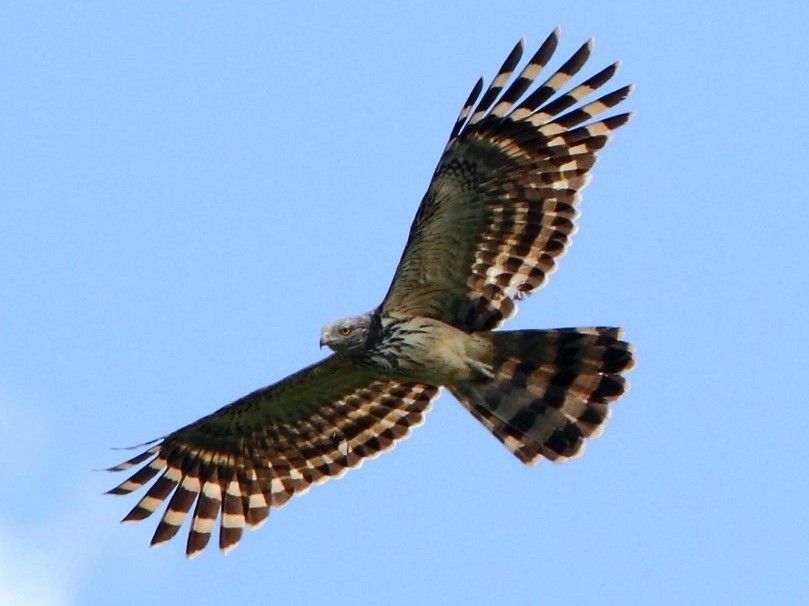 Long-tailed Honey-buzzard - eBird