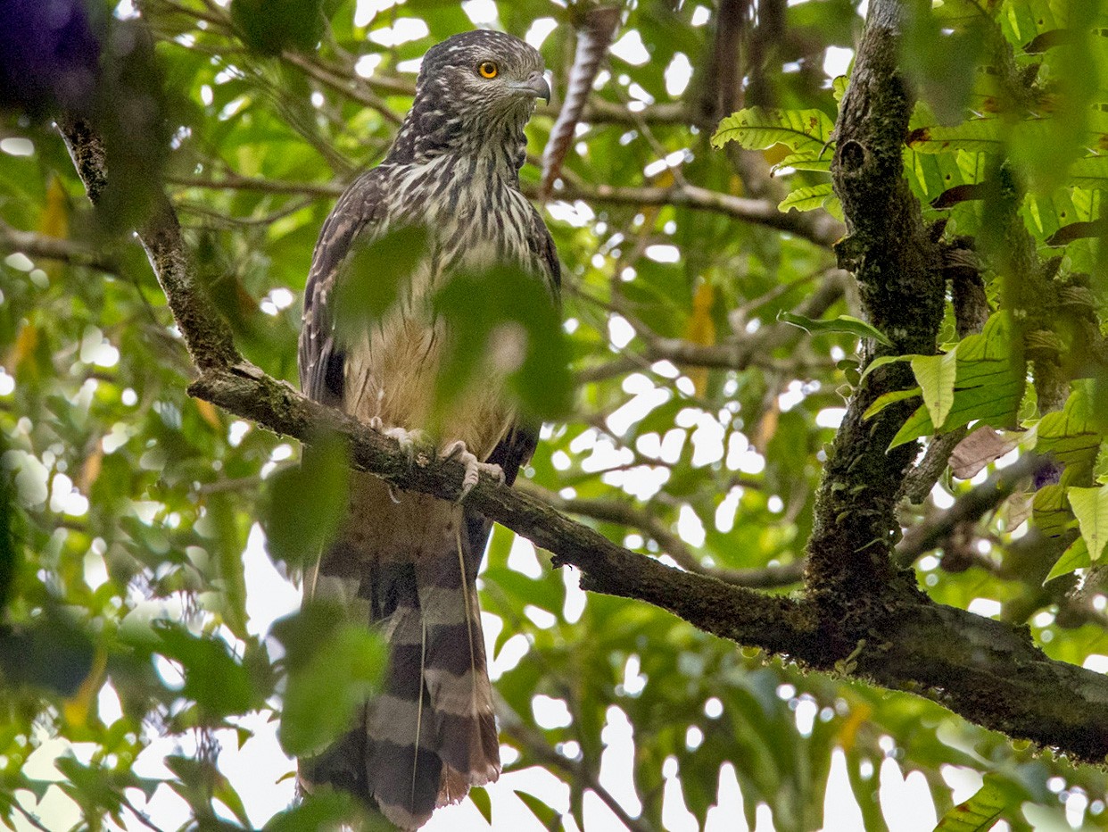 Long-tailed Honey-buzzard - eBird