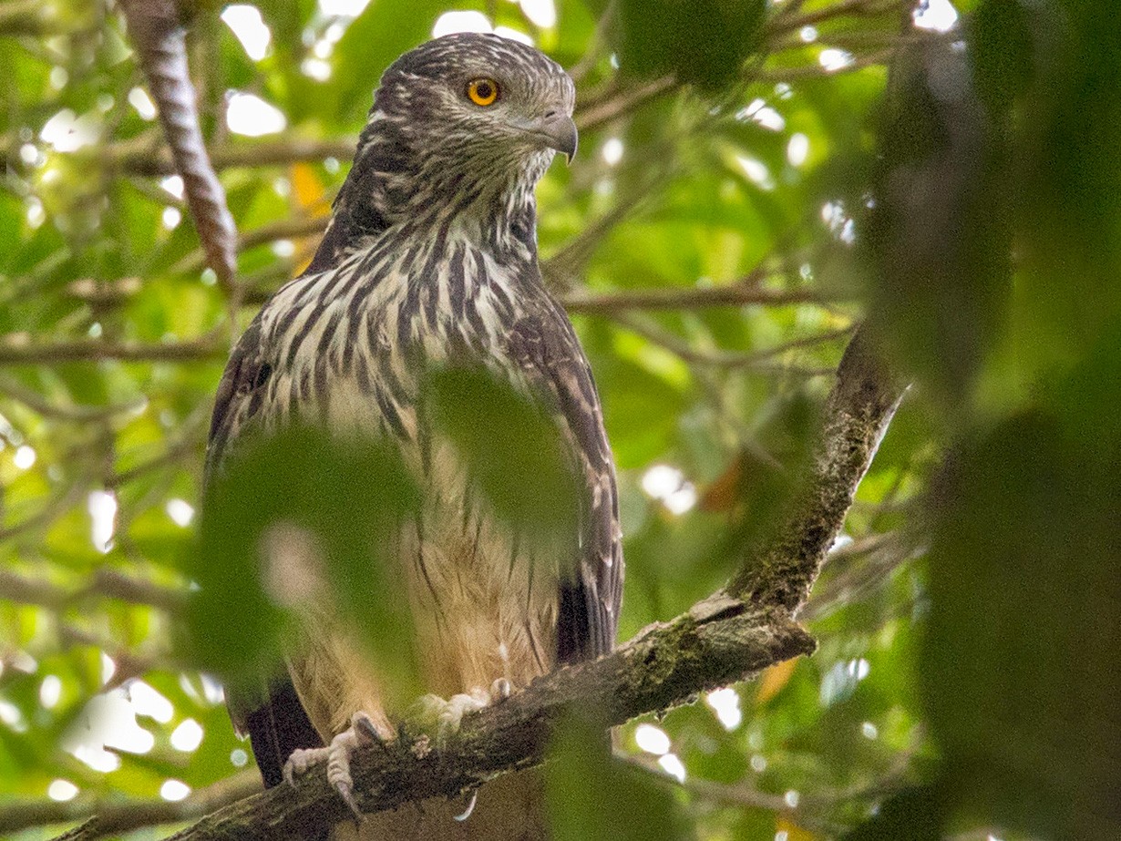 Long-tailed Honey-buzzard - eBird