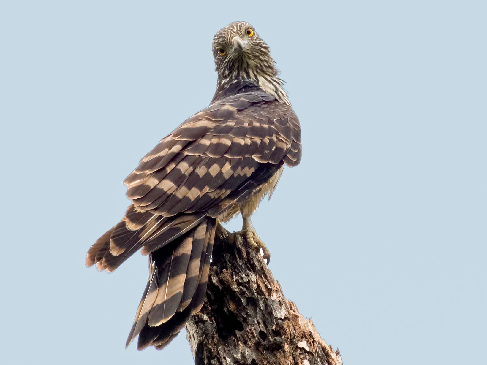 Long-tailed Honey-buzzard - eBird
