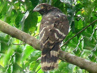 Black Honey-buzzard - eBird