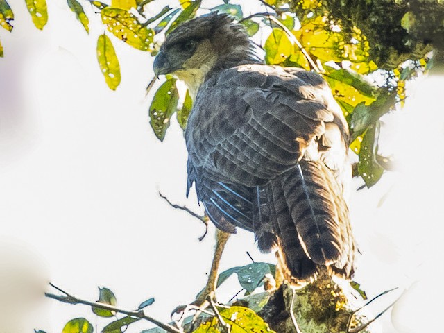 Photos - New Guinea Eagle - Harpyopsis novaeguineae - Birds of the World