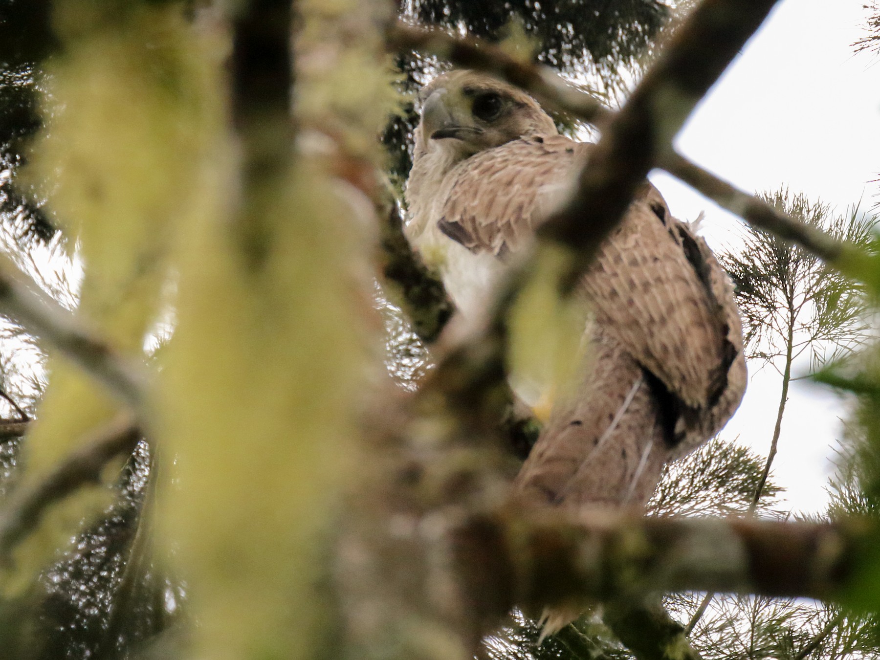 New Guinea Eagle - eBird