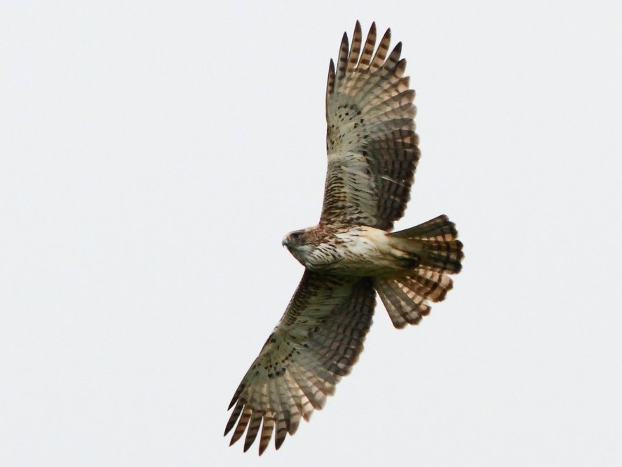 Pygmy Eagle - eBird