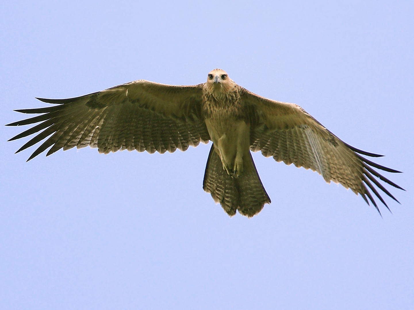 Gurney's Eagle - eBird