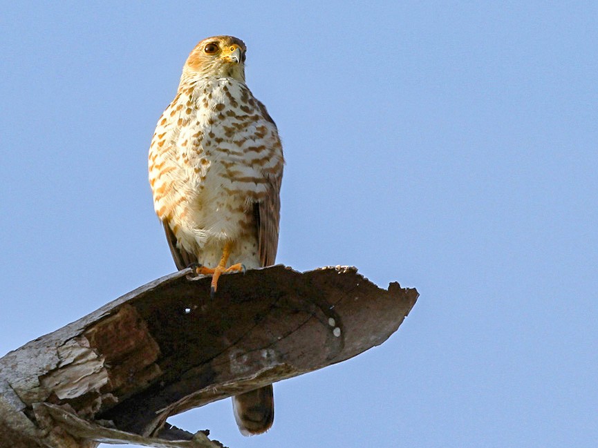 Variable Goshawk - eBird