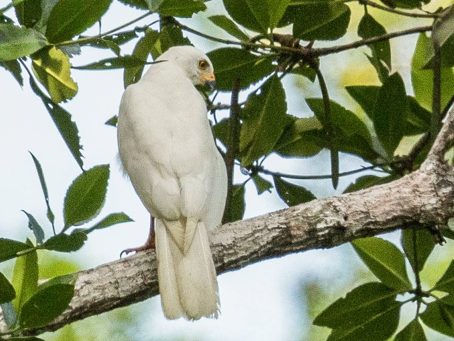 Variable Goshawk - eBird