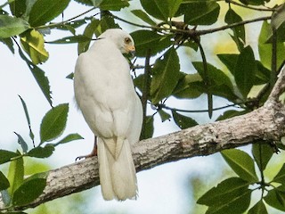 Variable Goshawk - eBird