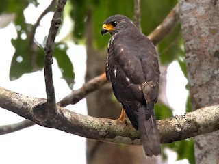 Variable Goshawk - eBird