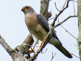 Variable Goshawk - eBird