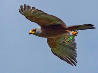 Variable Goshawk - eBird