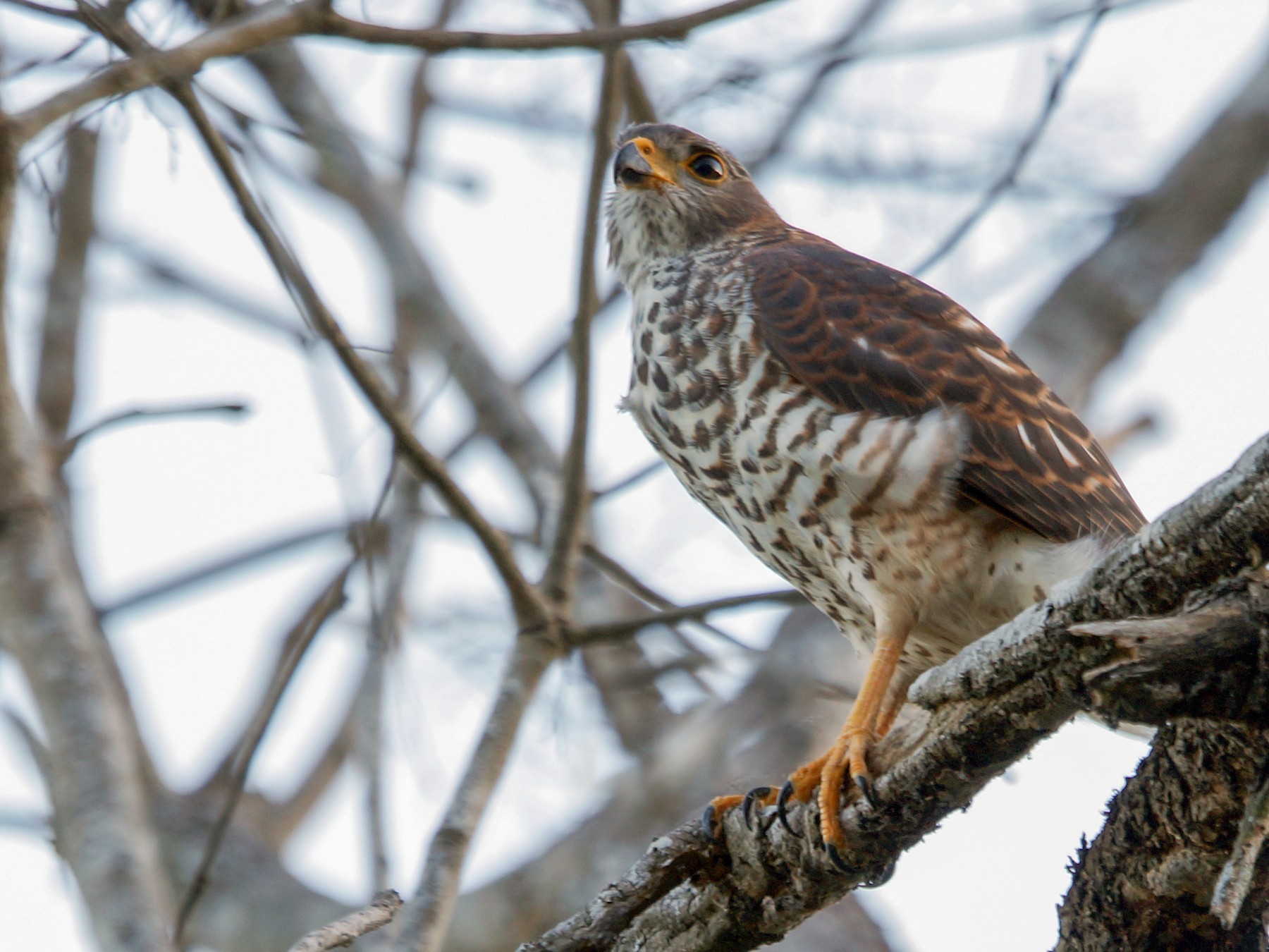 Variable Goshawk - eBird