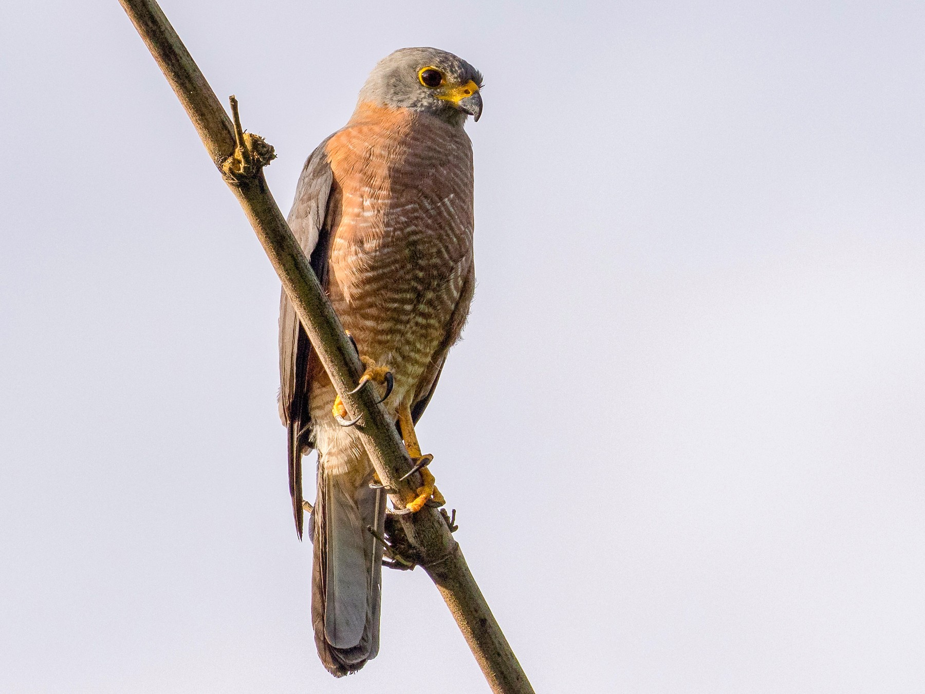 Variable Goshawk - eBird
