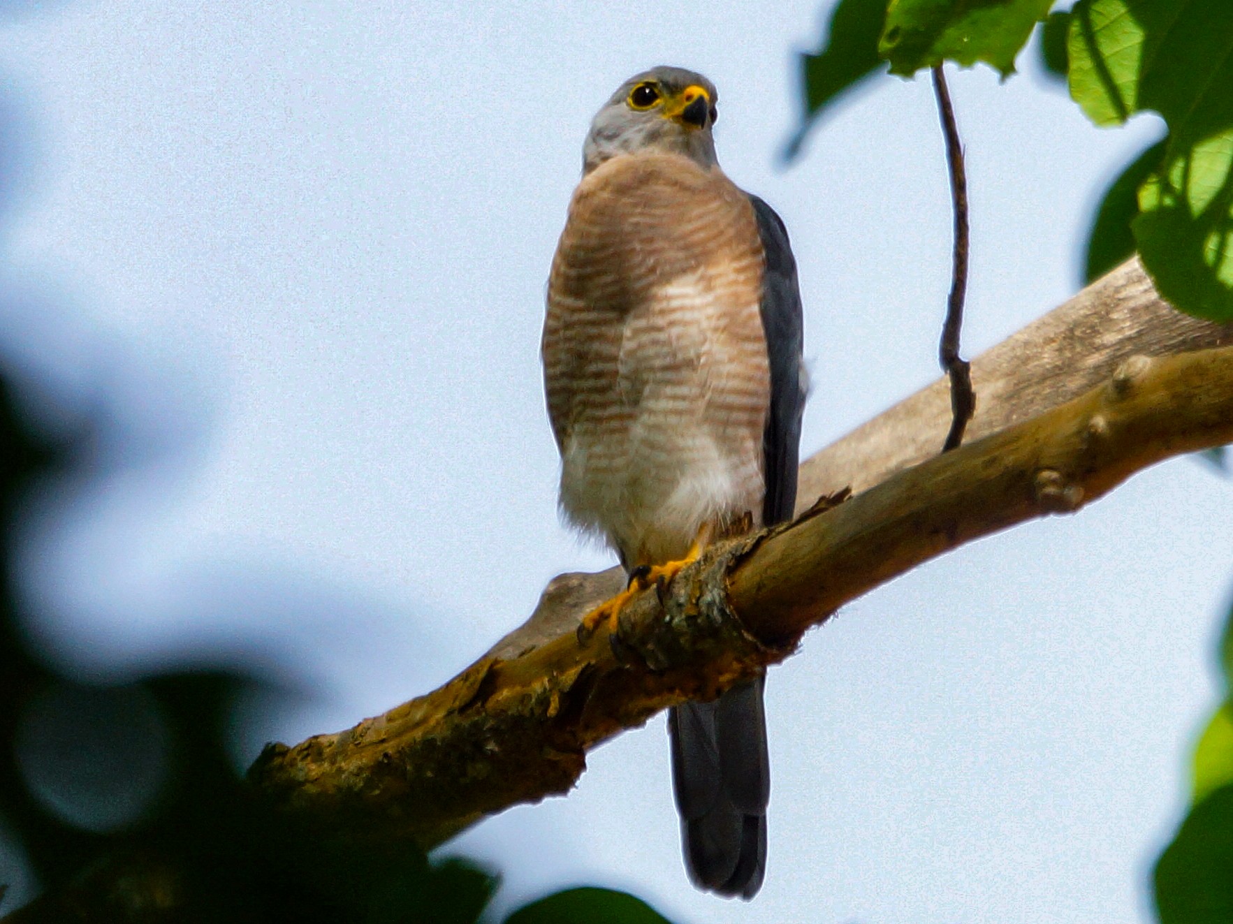 Variable Goshawk - eBird