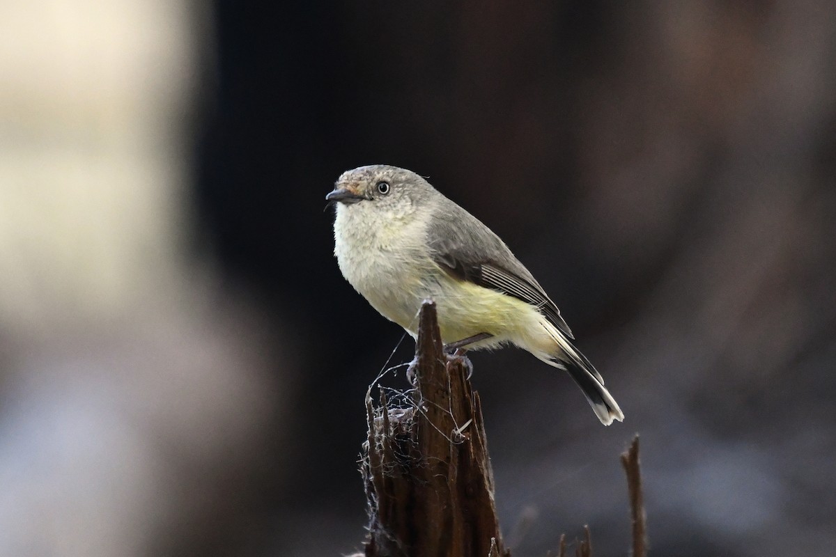 Buff-rumped Thornbill - Acanthiza reguloides - Media Search - Macaulay ...