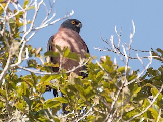 Black-mantled Goshawk - eBird