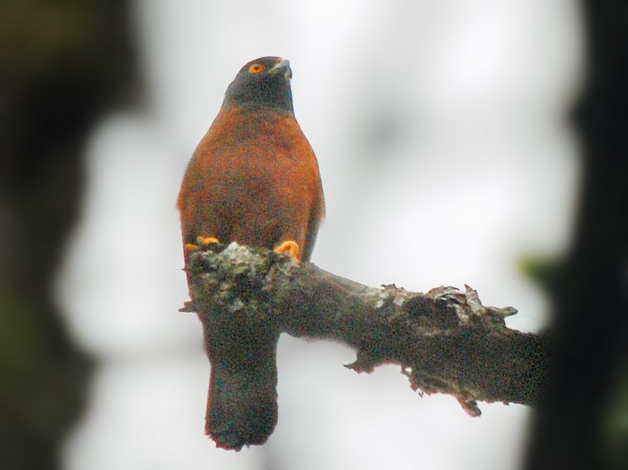 Black-mantled Goshawk - eBird