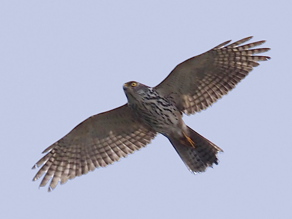 Black-mantled Goshawk - eBird