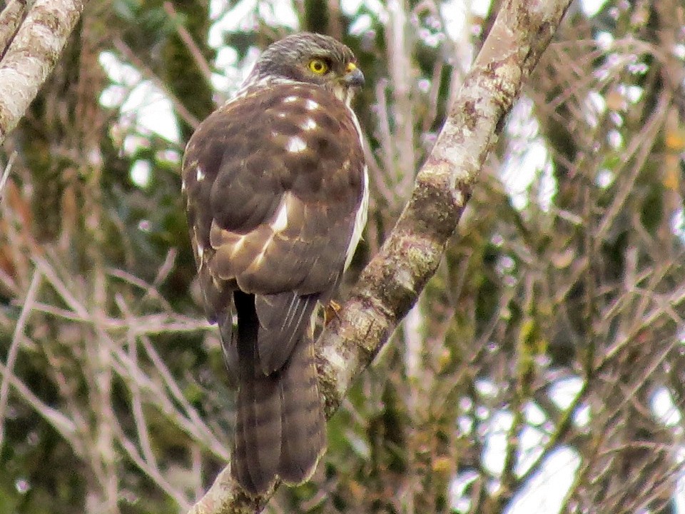 Black-mantled Goshawk - eBird