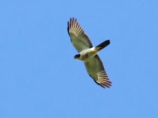Pied Goshawk - eBird