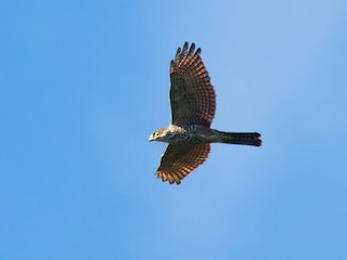 Pied Goshawk - eBird