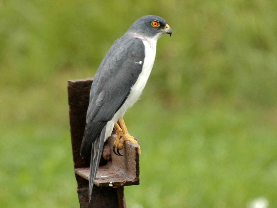 Pied Goshawk - eBird