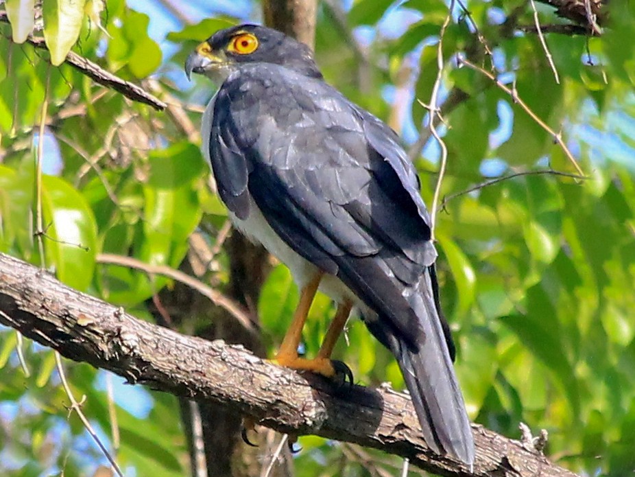 Pied Goshawk - eBird