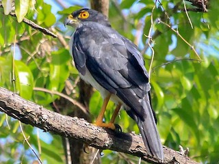 Pied Goshawk - eBird