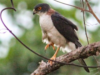 Pied Goshawk - eBird