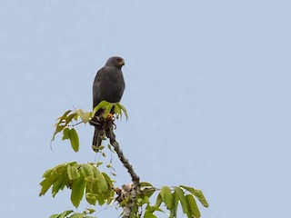 Grey-headed Goshawk - eBird