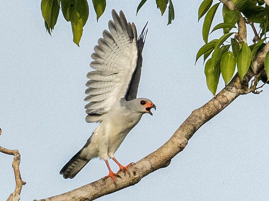 Gray-headed Goshawk - eBird