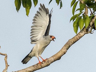 Grey-headed Goshawk - eBird