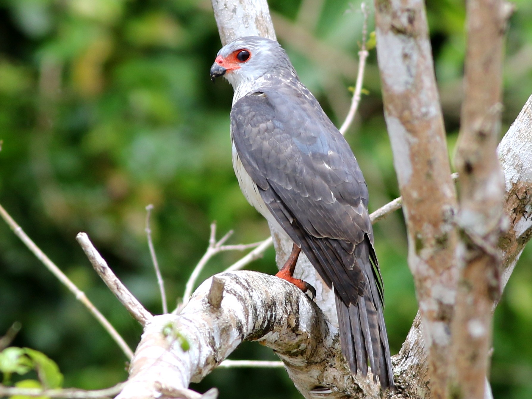 Gray-headed Goshawk - eBird