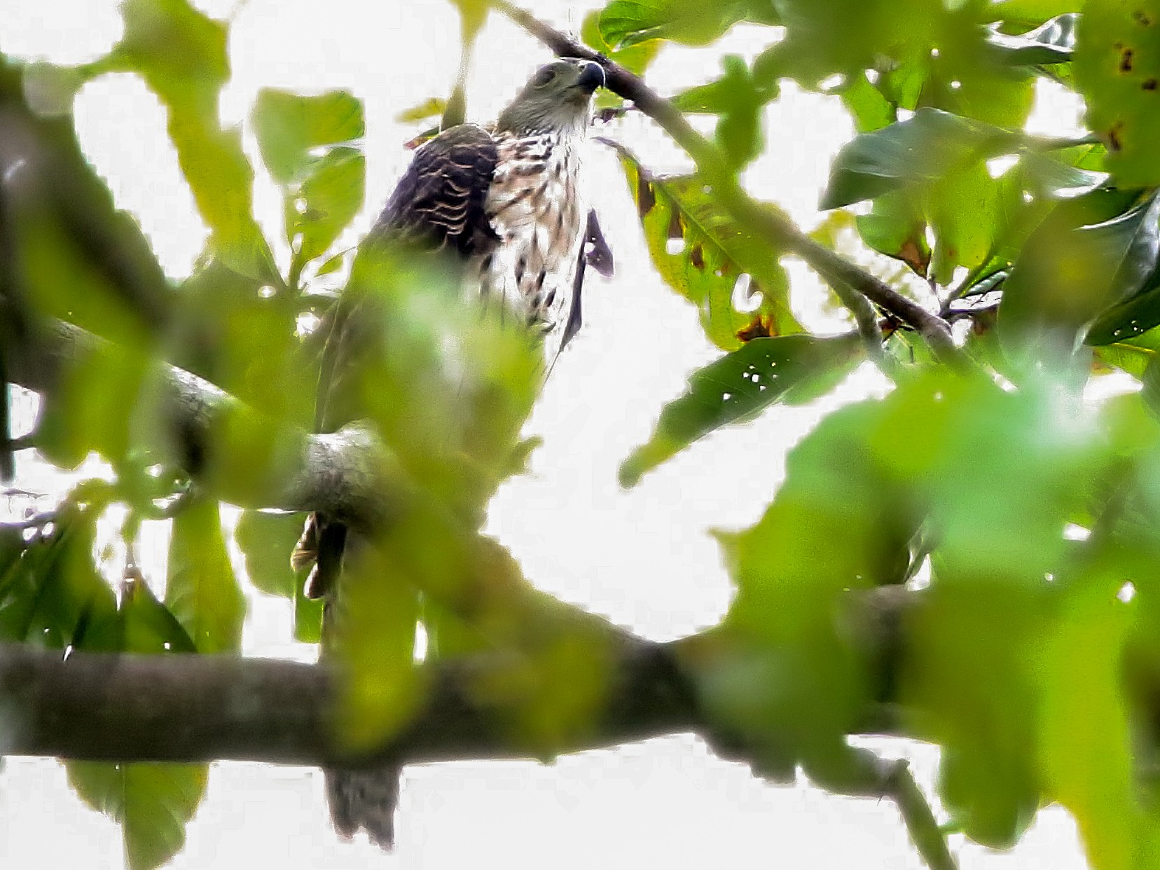 Doria's Goshawk - eBird