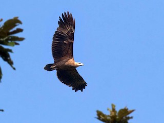 Sanford's Sea-Eagle - eBird