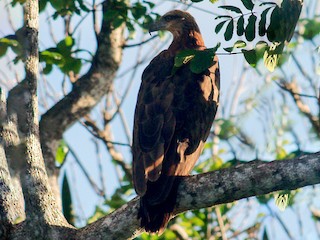Sanford's Sea-Eagle - eBird