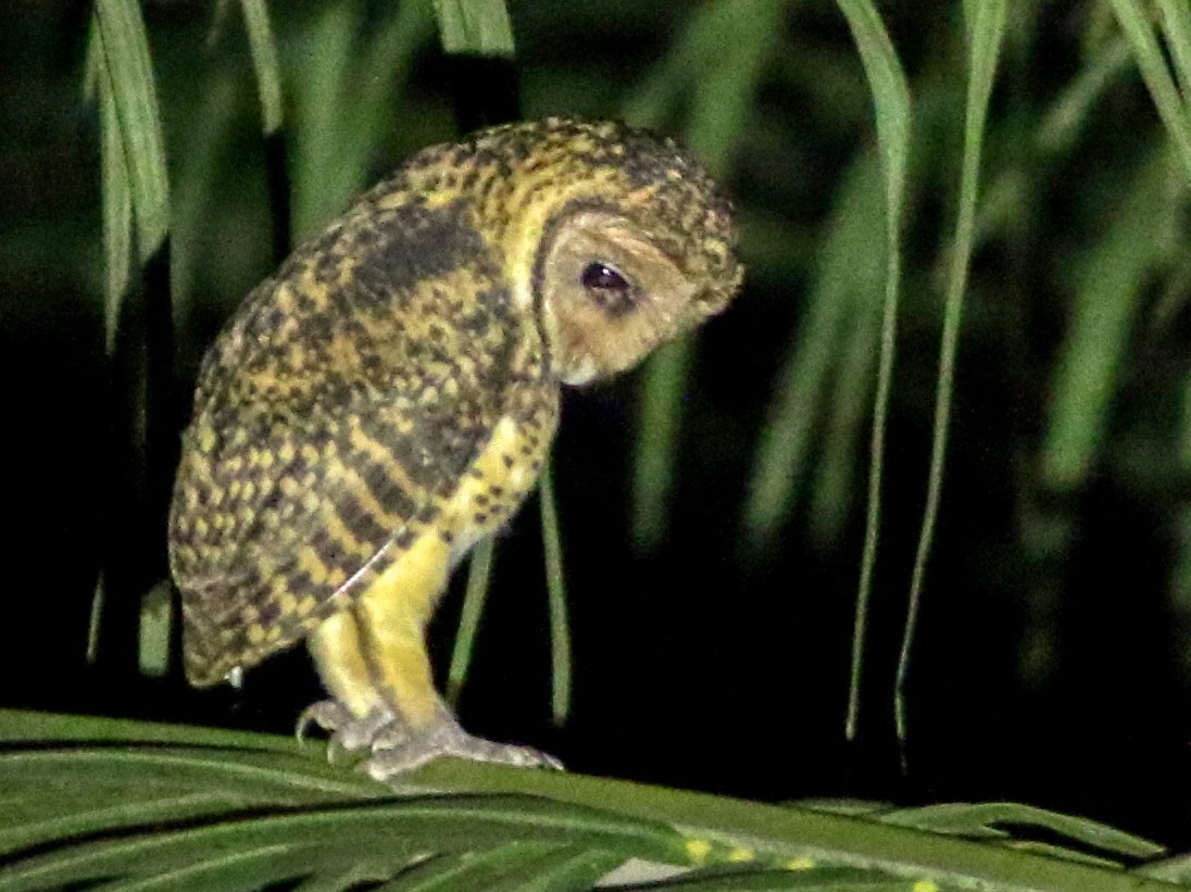 Golden Masked-Owl - eBird