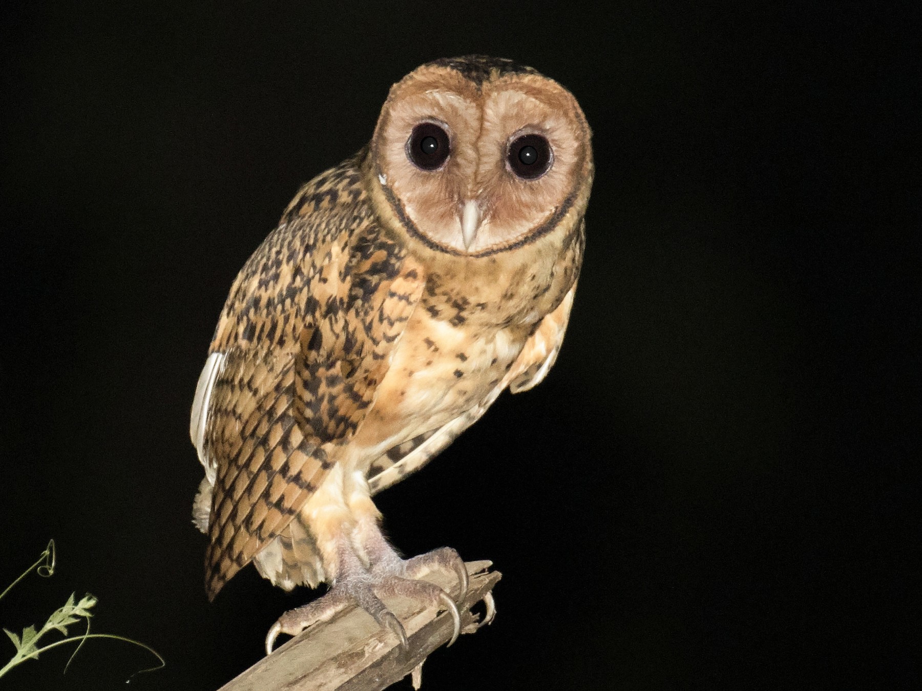 Golden Masked-Owl - eBird