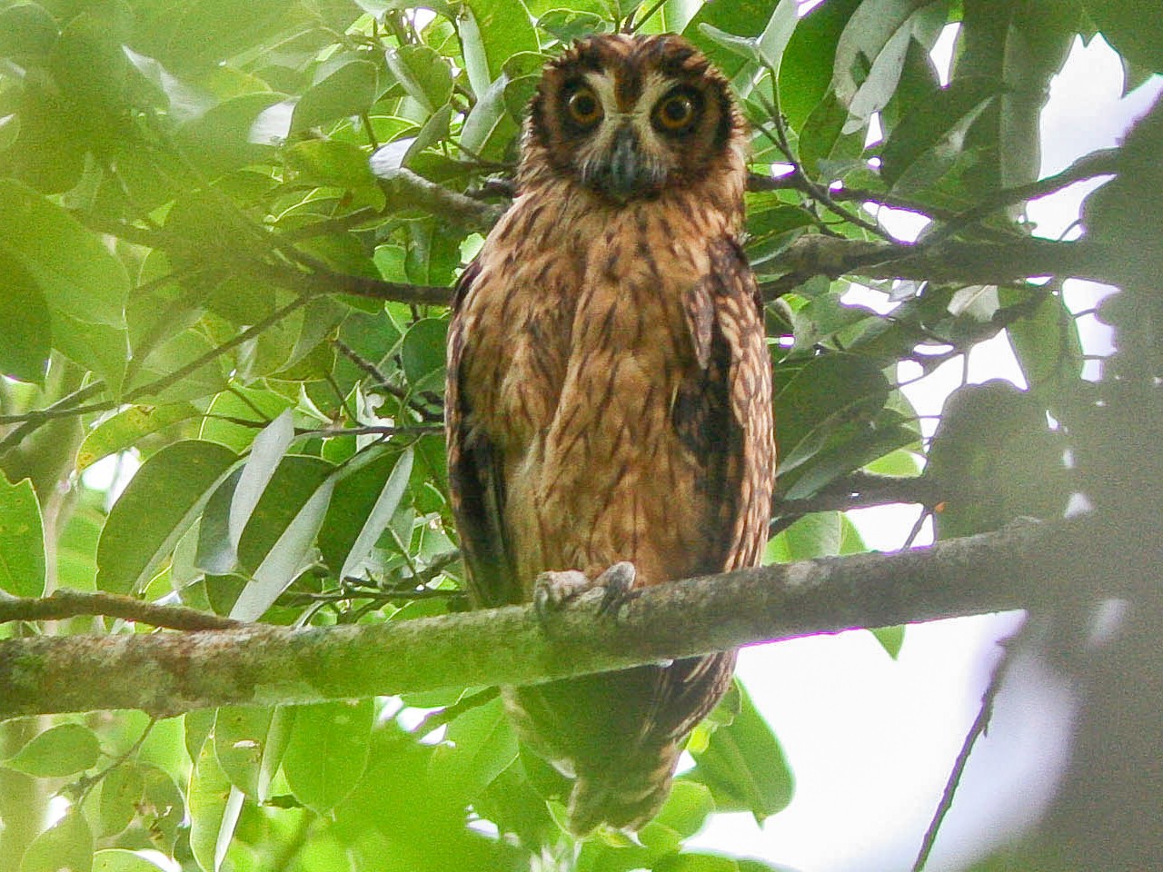 Fearful Owl - eBird