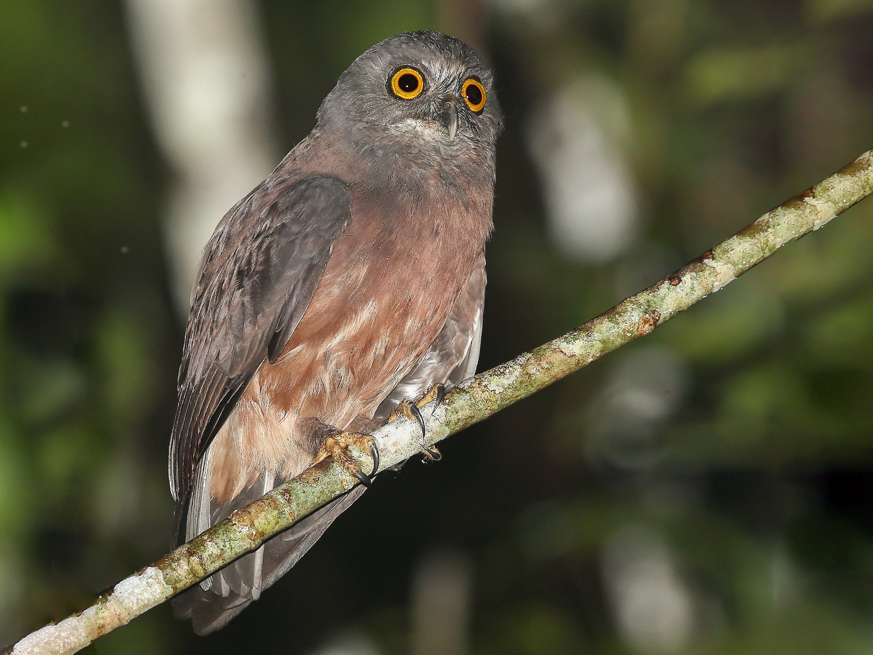 Papuan Boobook - eBird