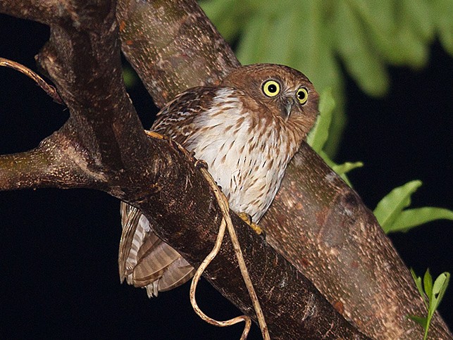 Manus Boobook - eBird
