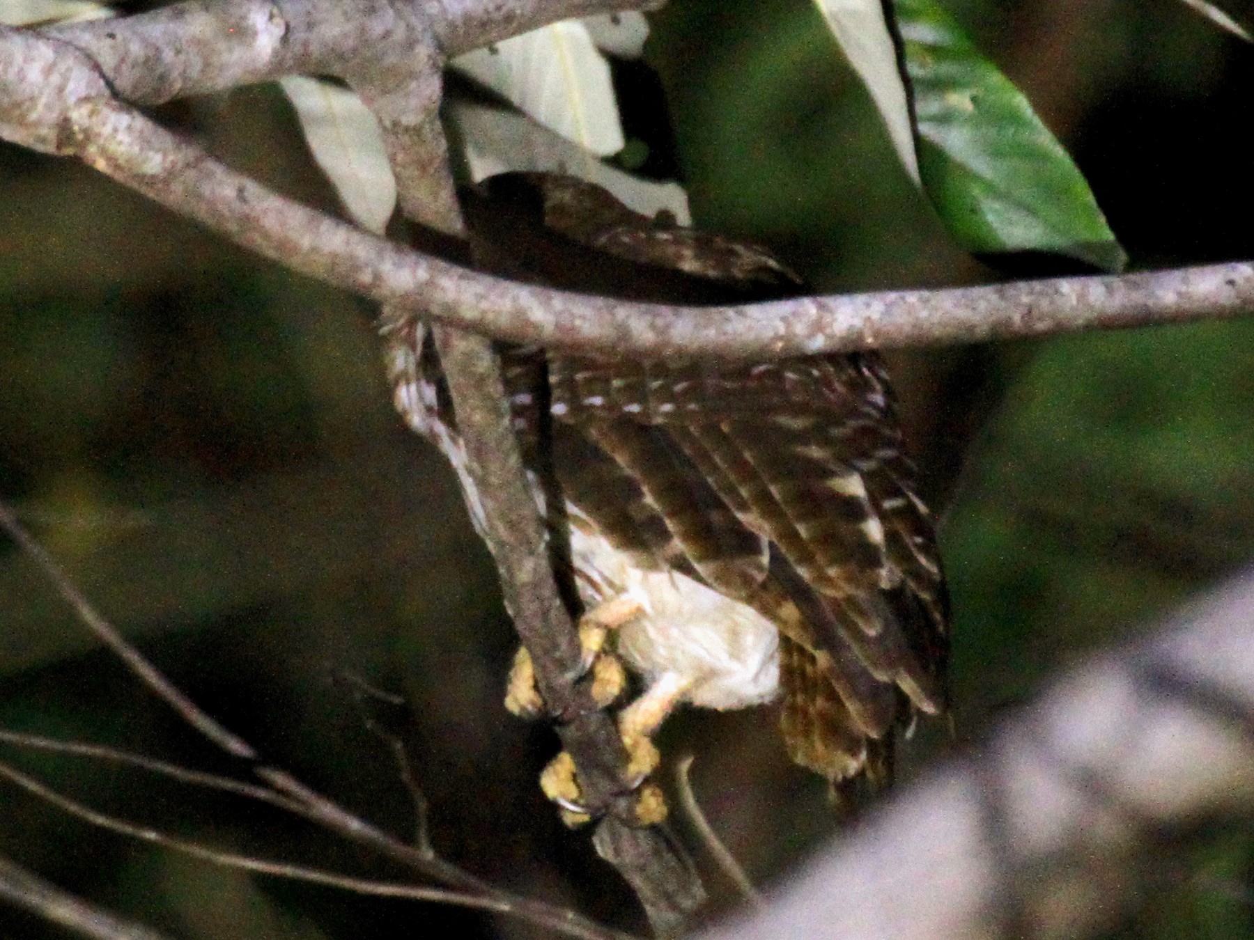 Manus Boobook - eBird