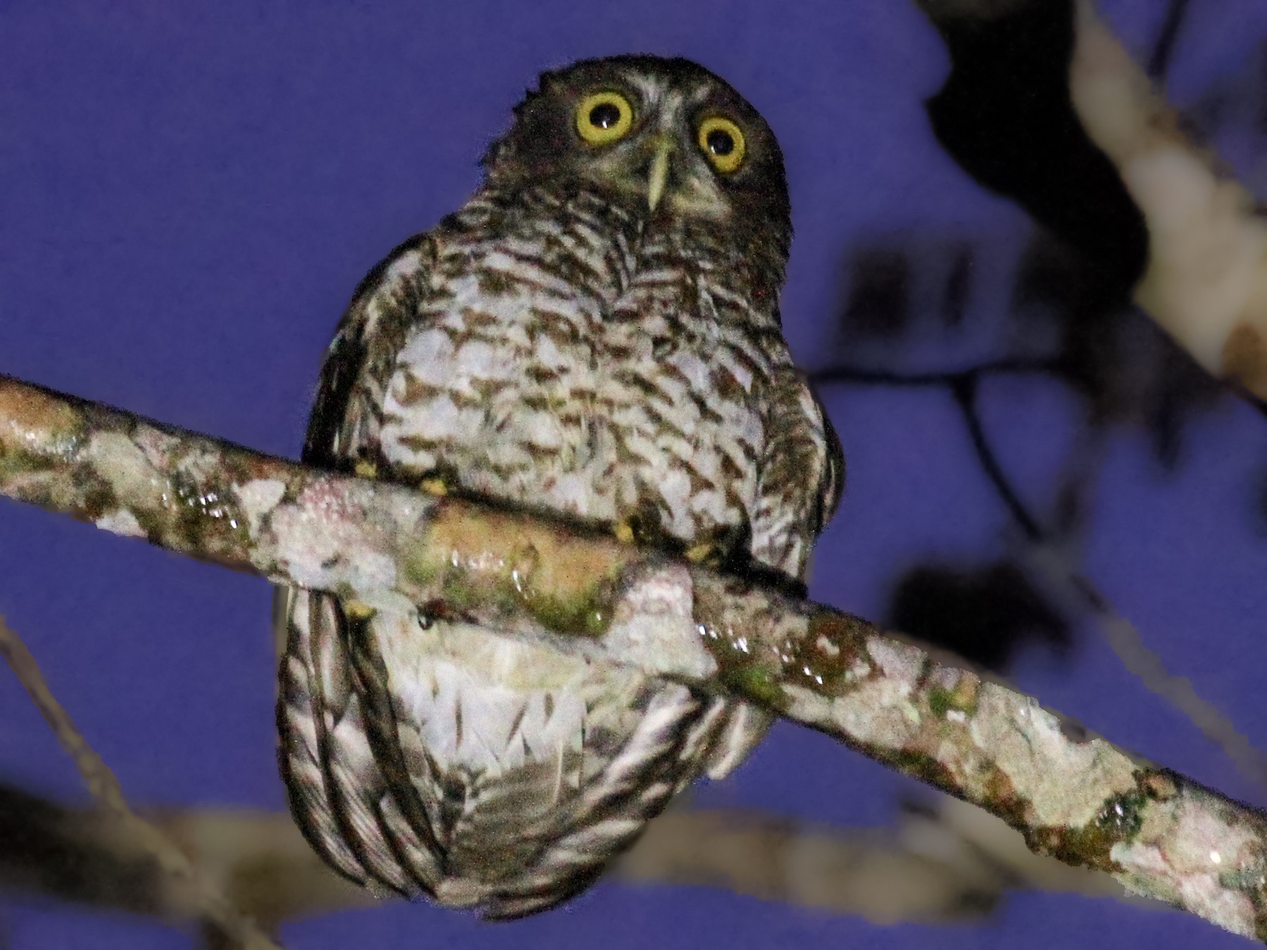 Bismarck Boobook - eBird