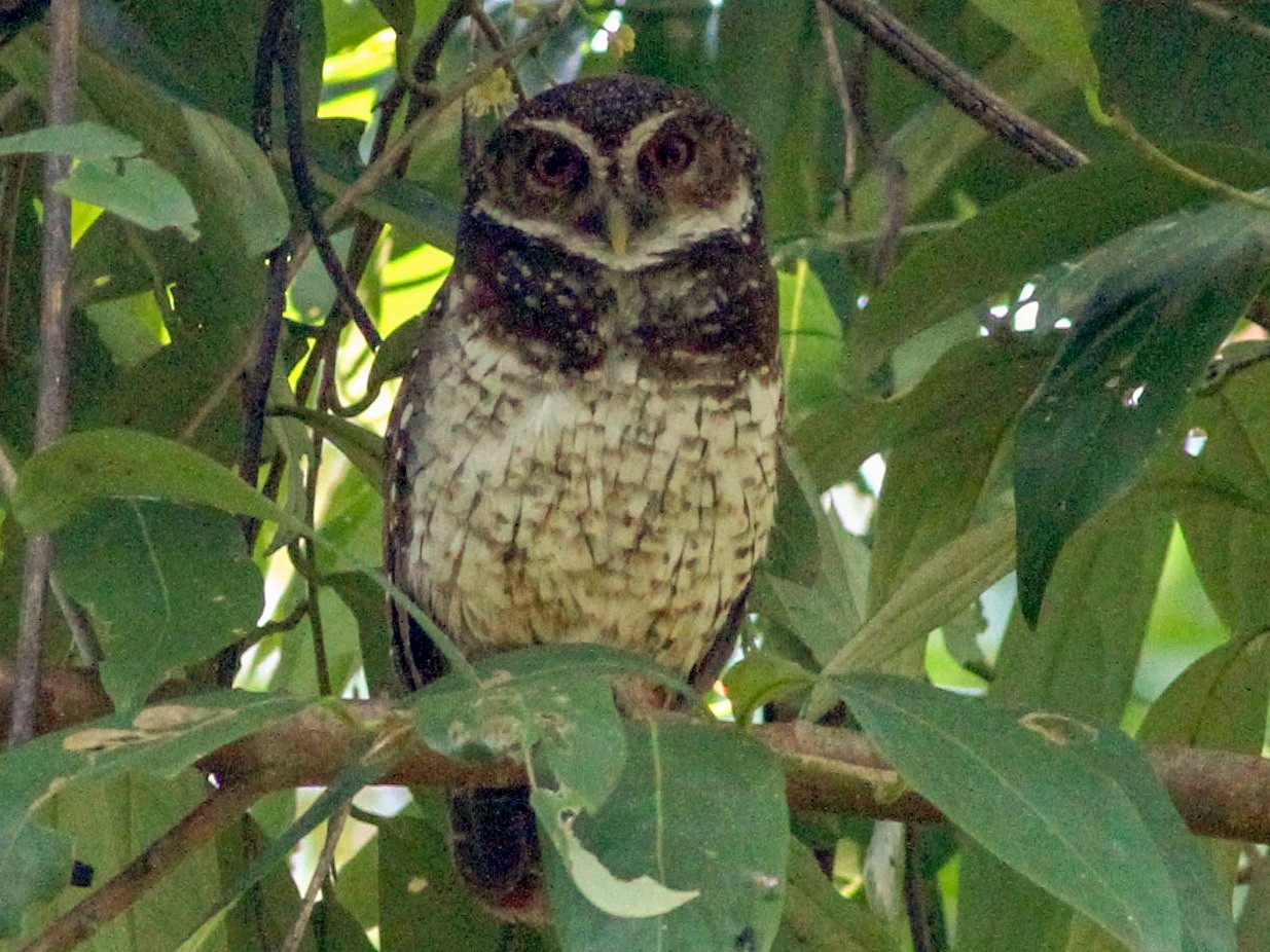 Ninoxe odieuse - eBird