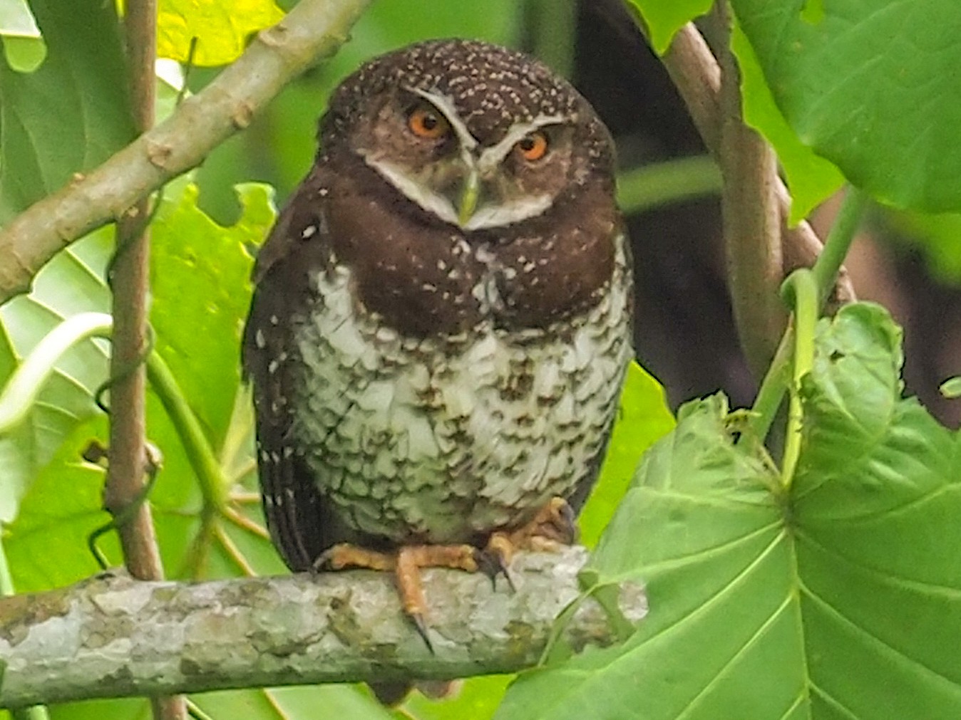 New Britain Boobook - eBird