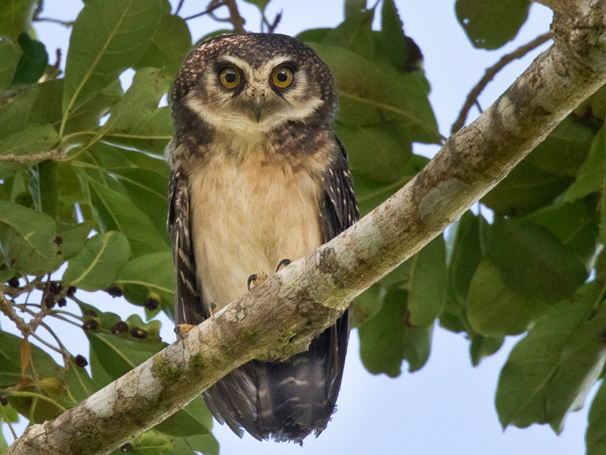West Solomons Owl - eBird