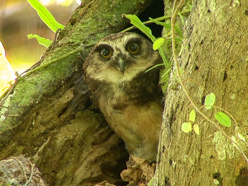 West Solomons Owl - eBird